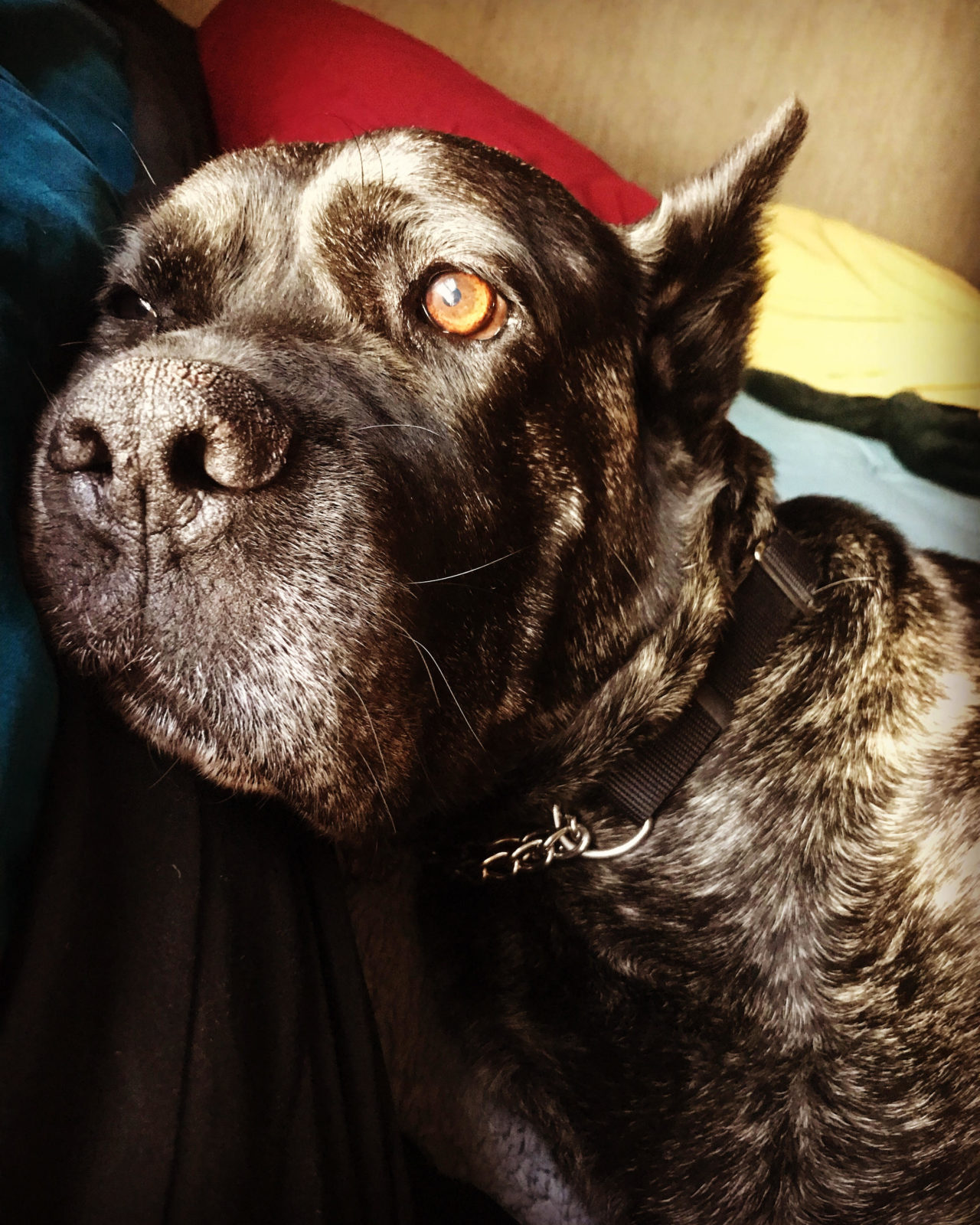 Leadership Circle - Portage Animal Protective League