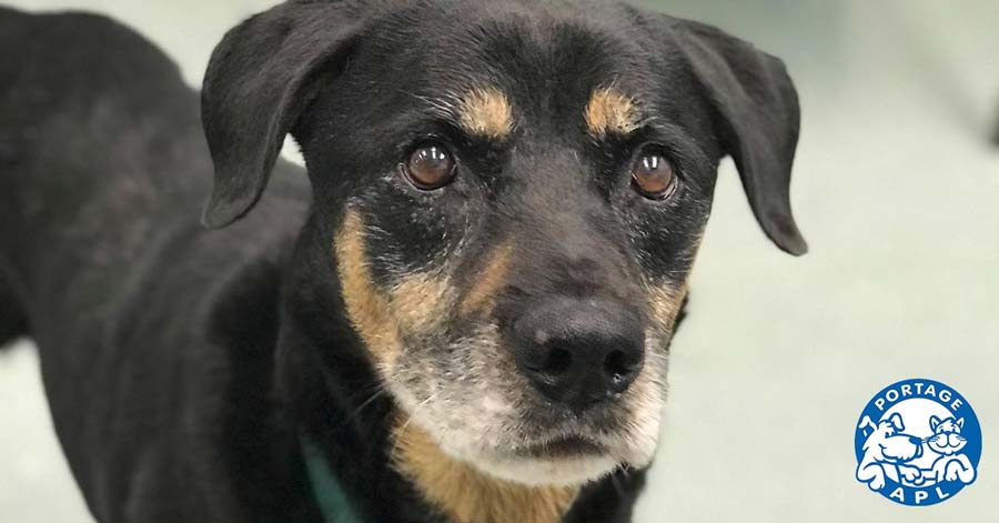 Planned Giving - Portage Animal Protective League