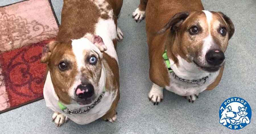 Report Cruelty - Portage Animal Protective League