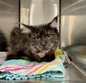 Schedules and More! - Portage Animal Protective League