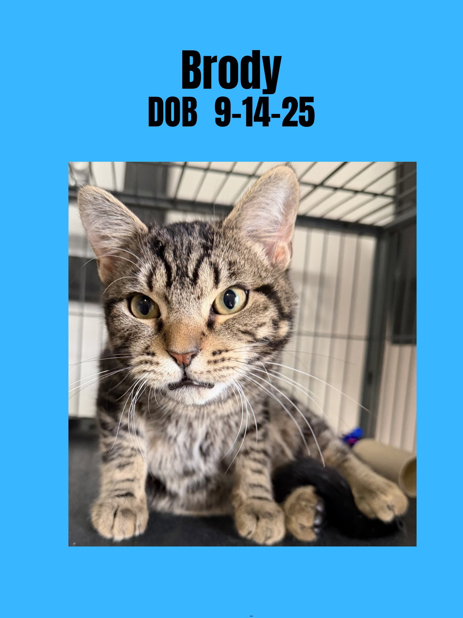 Available Pets - Portage Animal Protective League