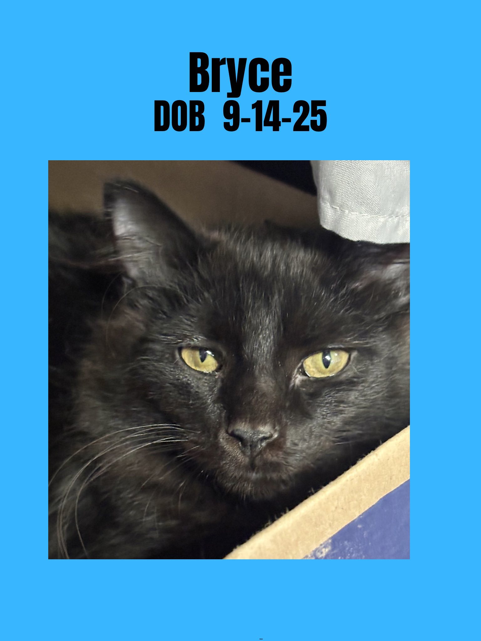 Available Pets - Portage Animal Protective League