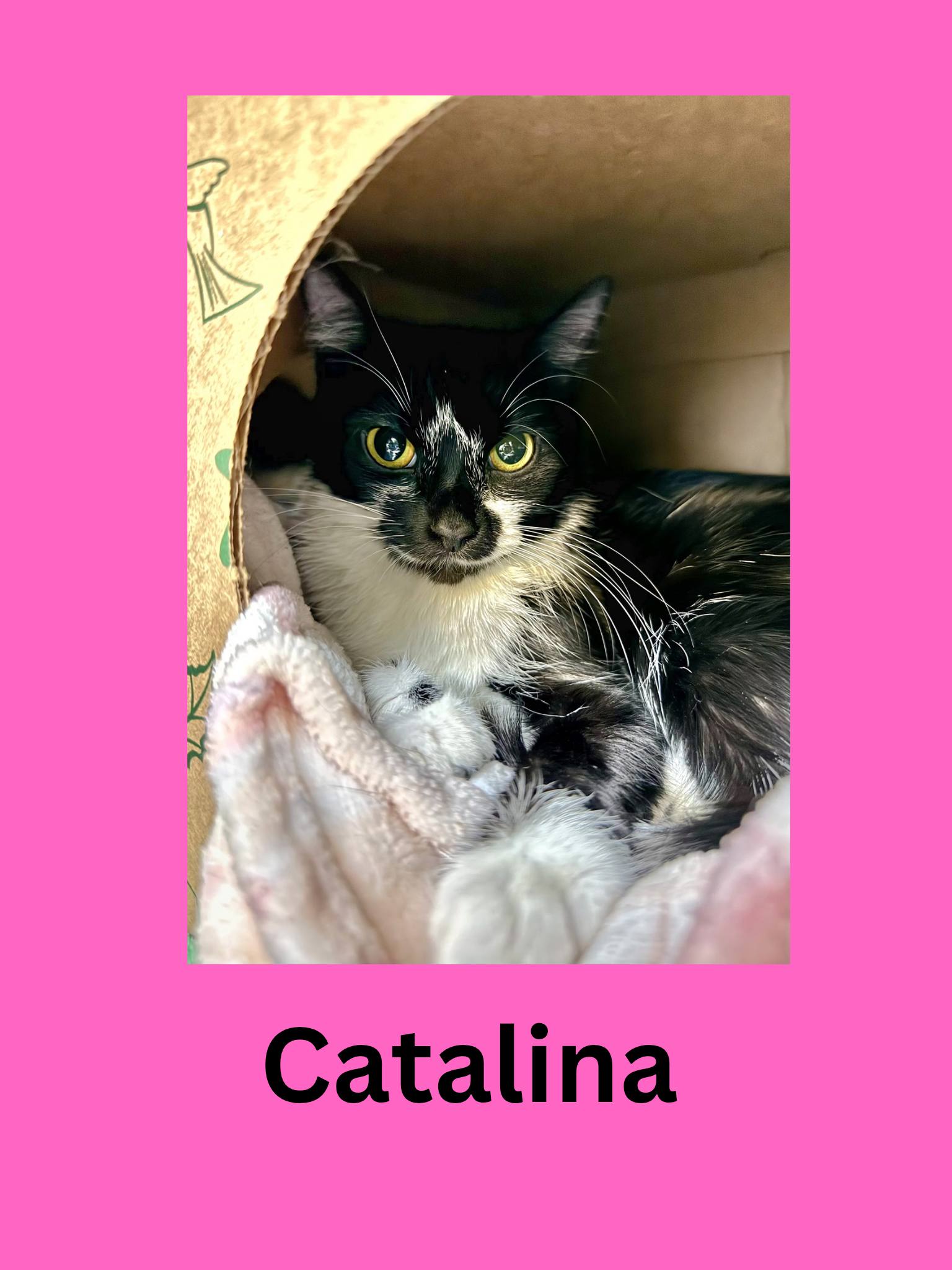 Available Pets - Portage Animal Protective League