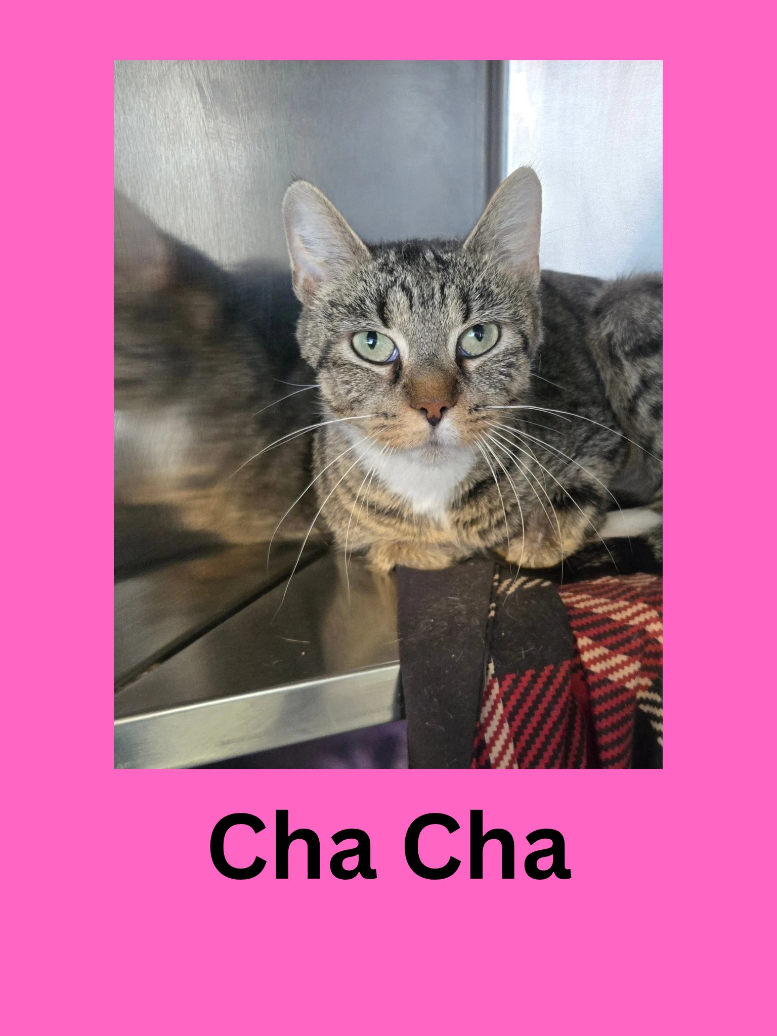 Available Pets - Portage Animal Protective League