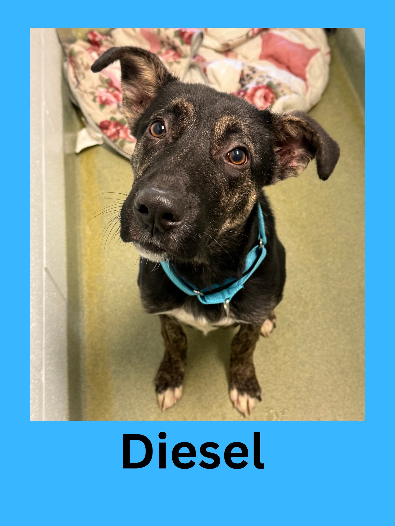 Available Pets - Portage Animal Protective League
