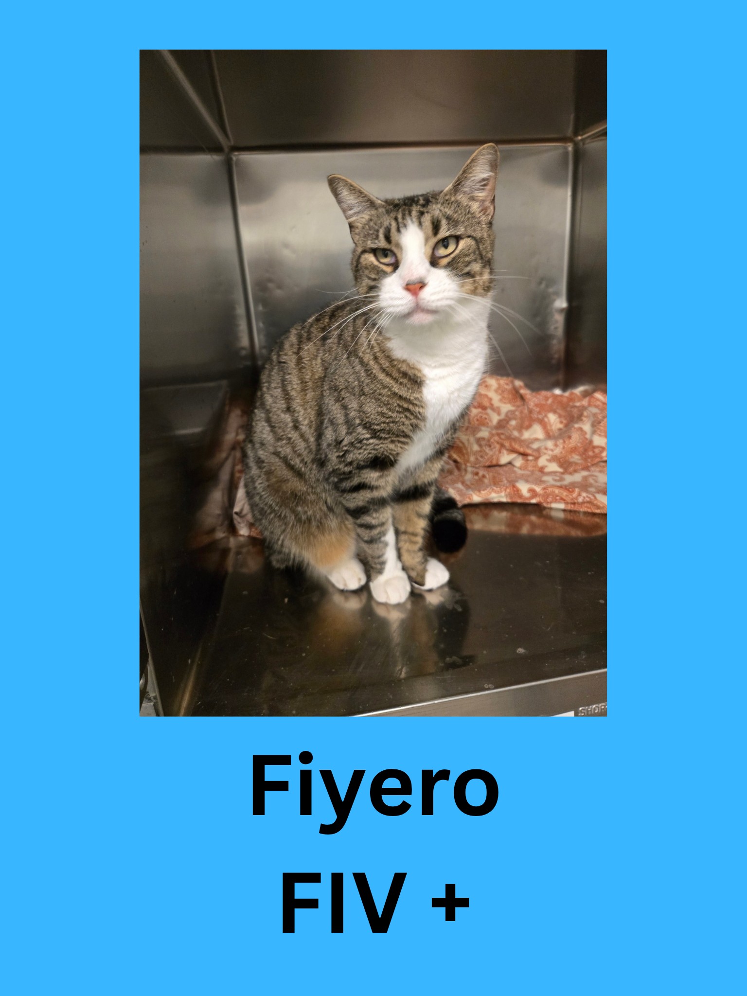 Available Pets - Portage Animal Protective League