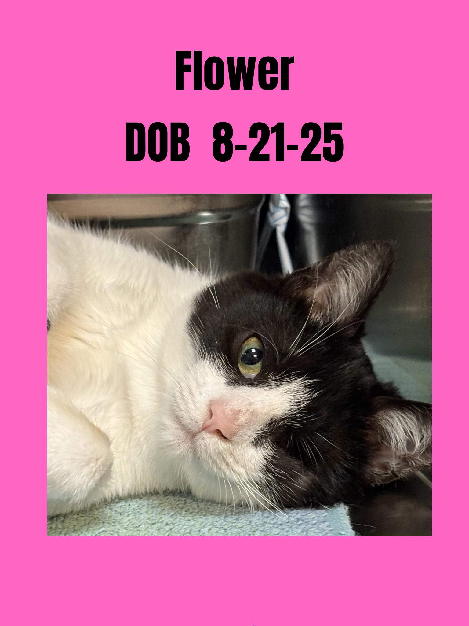 Available Pets - Portage Animal Protective League