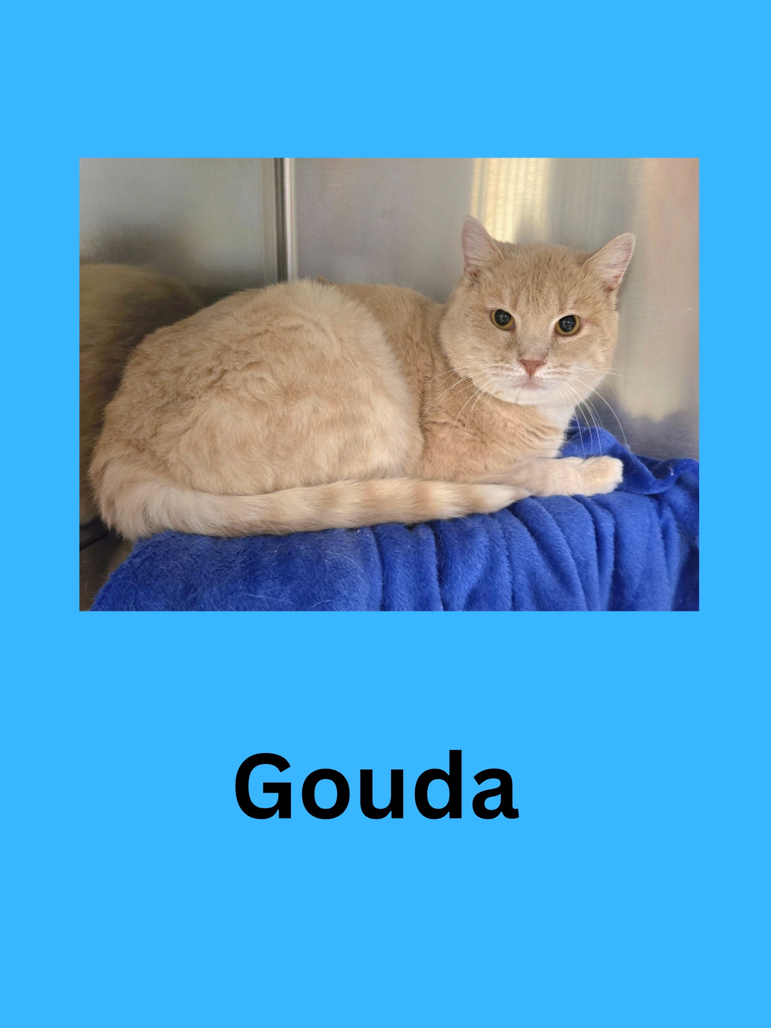 Available Pets - Portage Animal Protective League