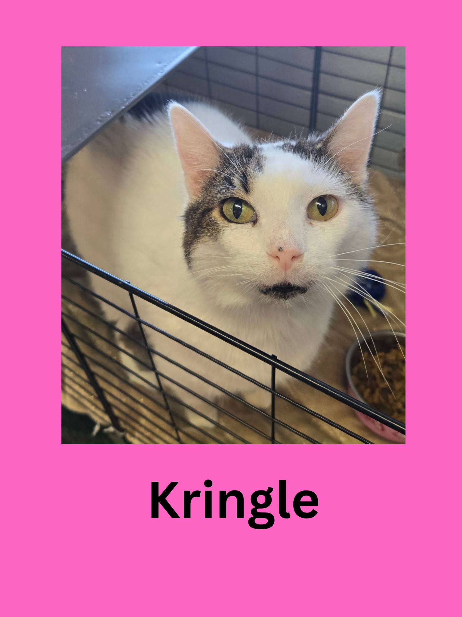 Available Pets - Portage Animal Protective League