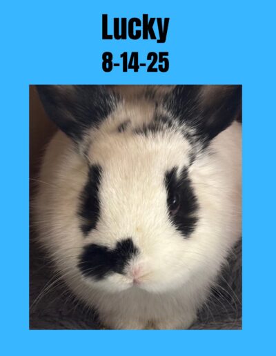 Available Pets - Portage Animal Protective League