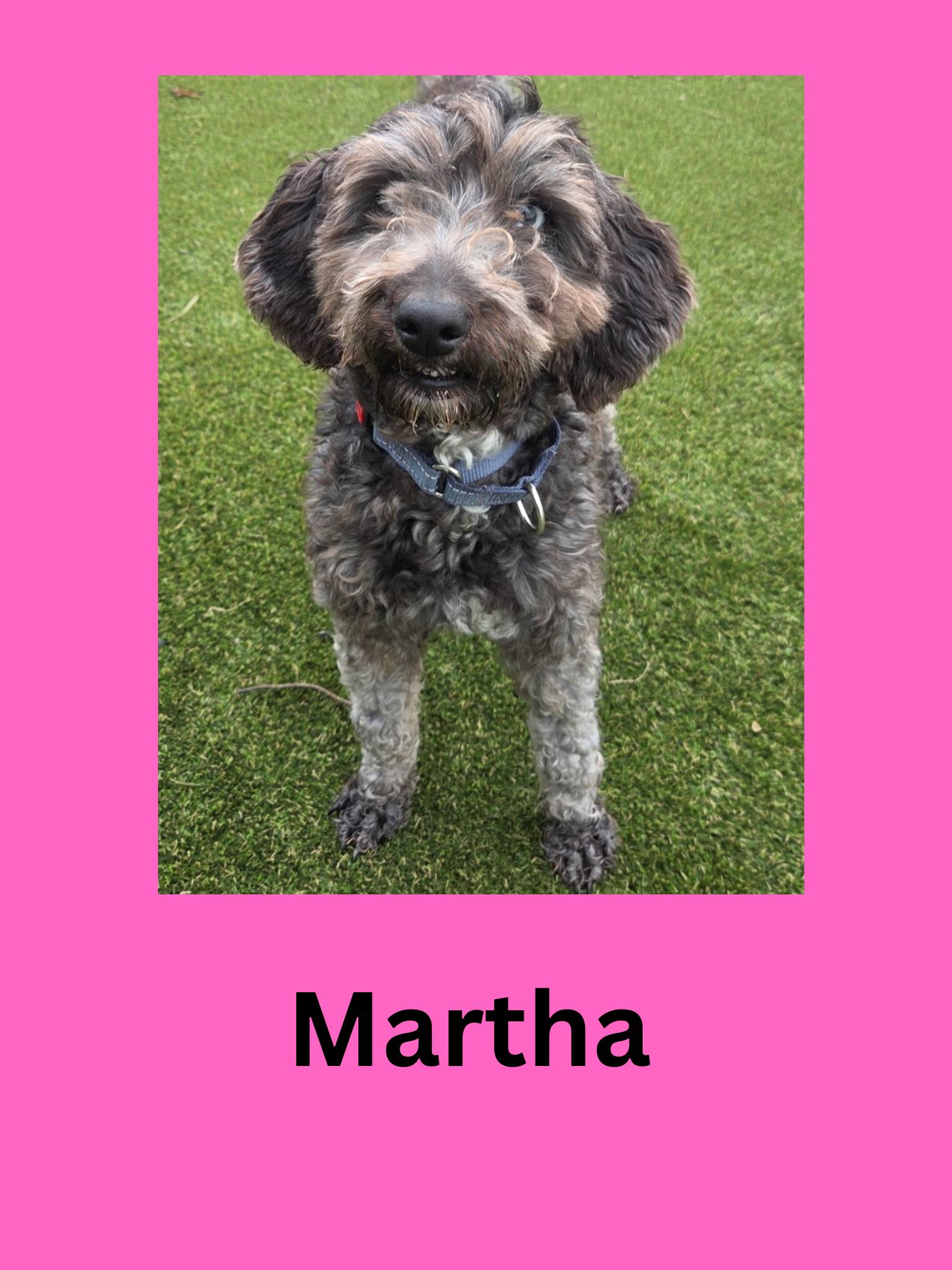Available Pets - Portage Animal Protective League
