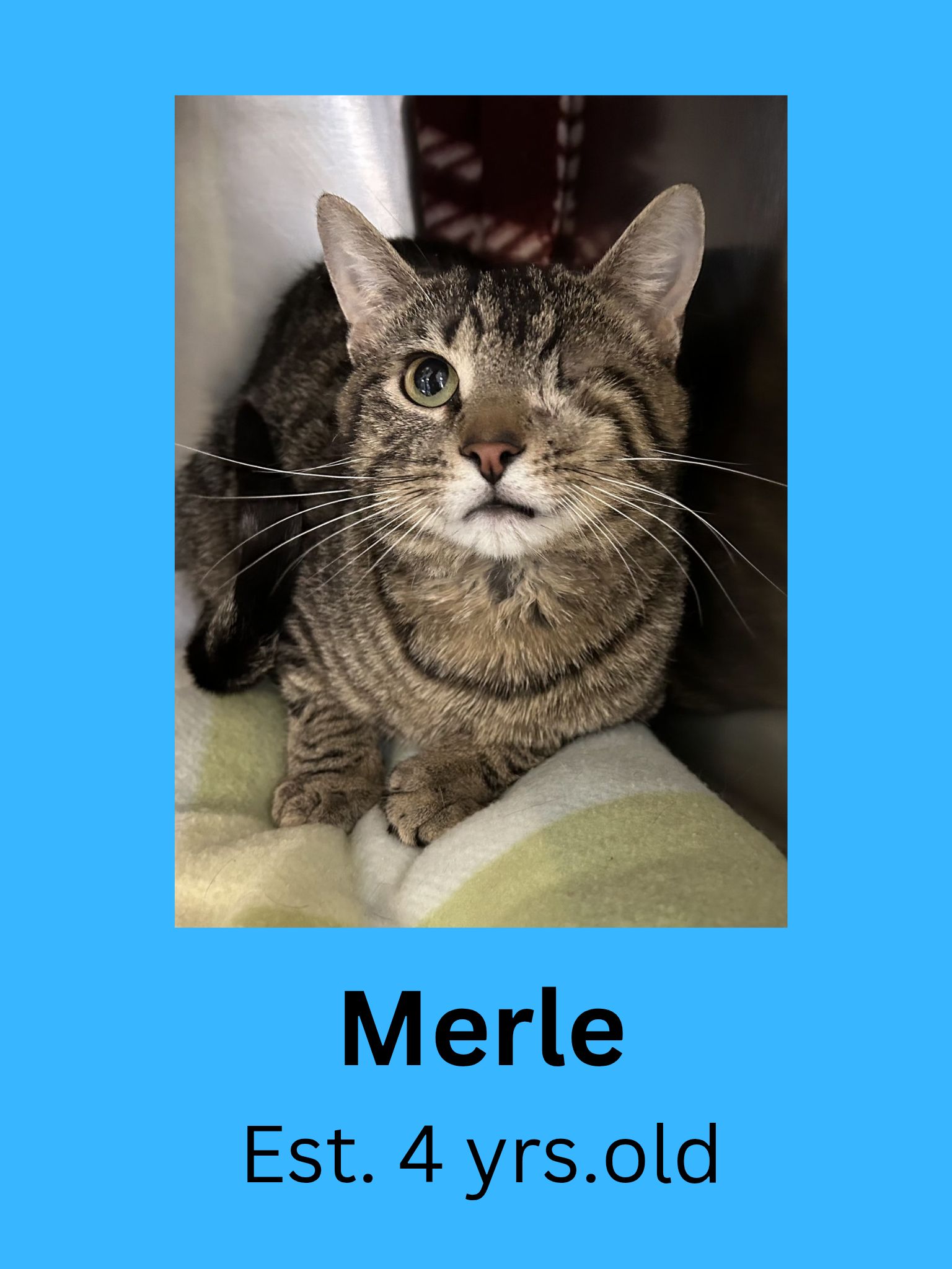 Available Pets - Portage Animal Protective League
