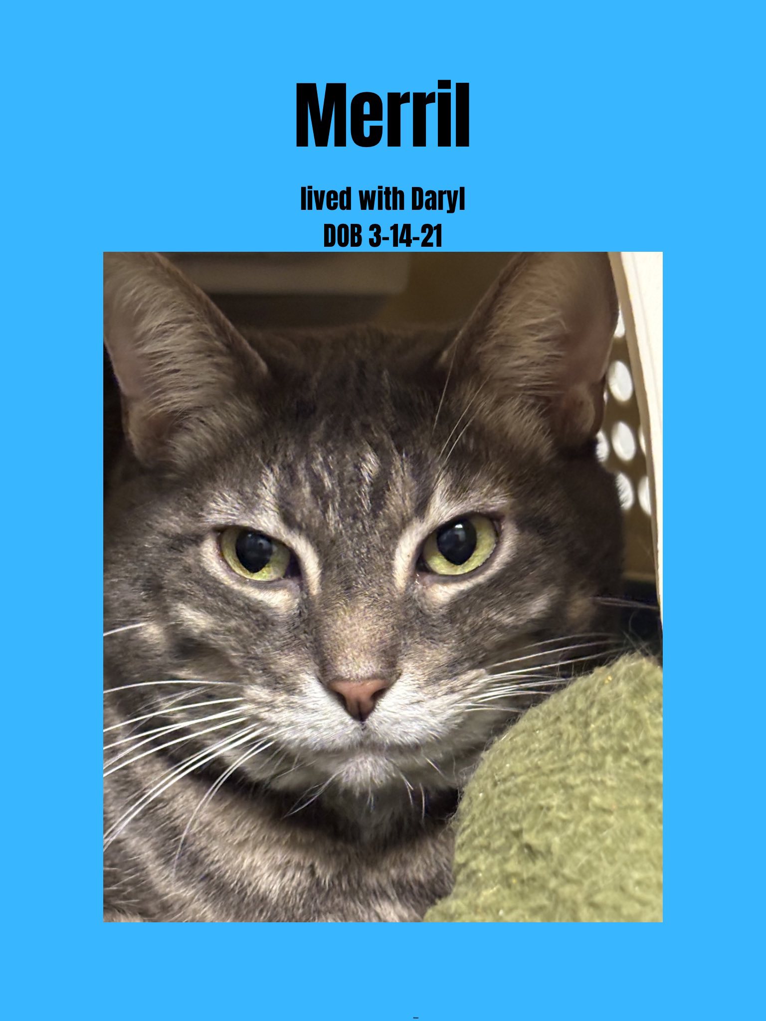 Available Pets - Portage Animal Protective League