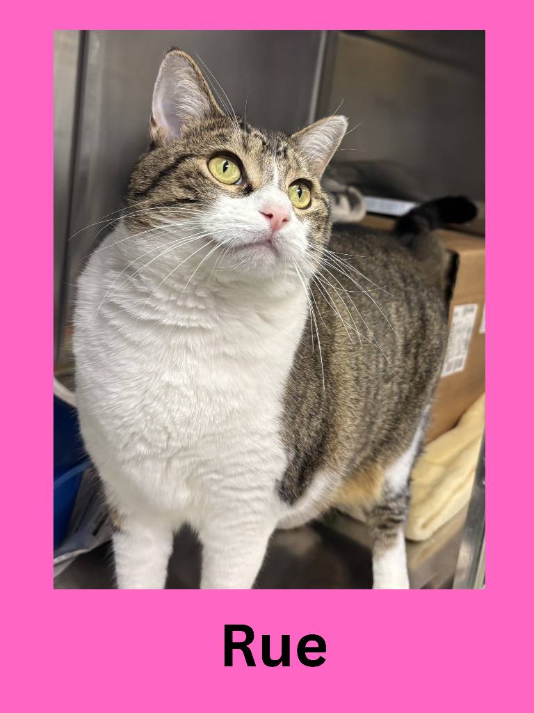 Available Pets - Portage Animal Protective League