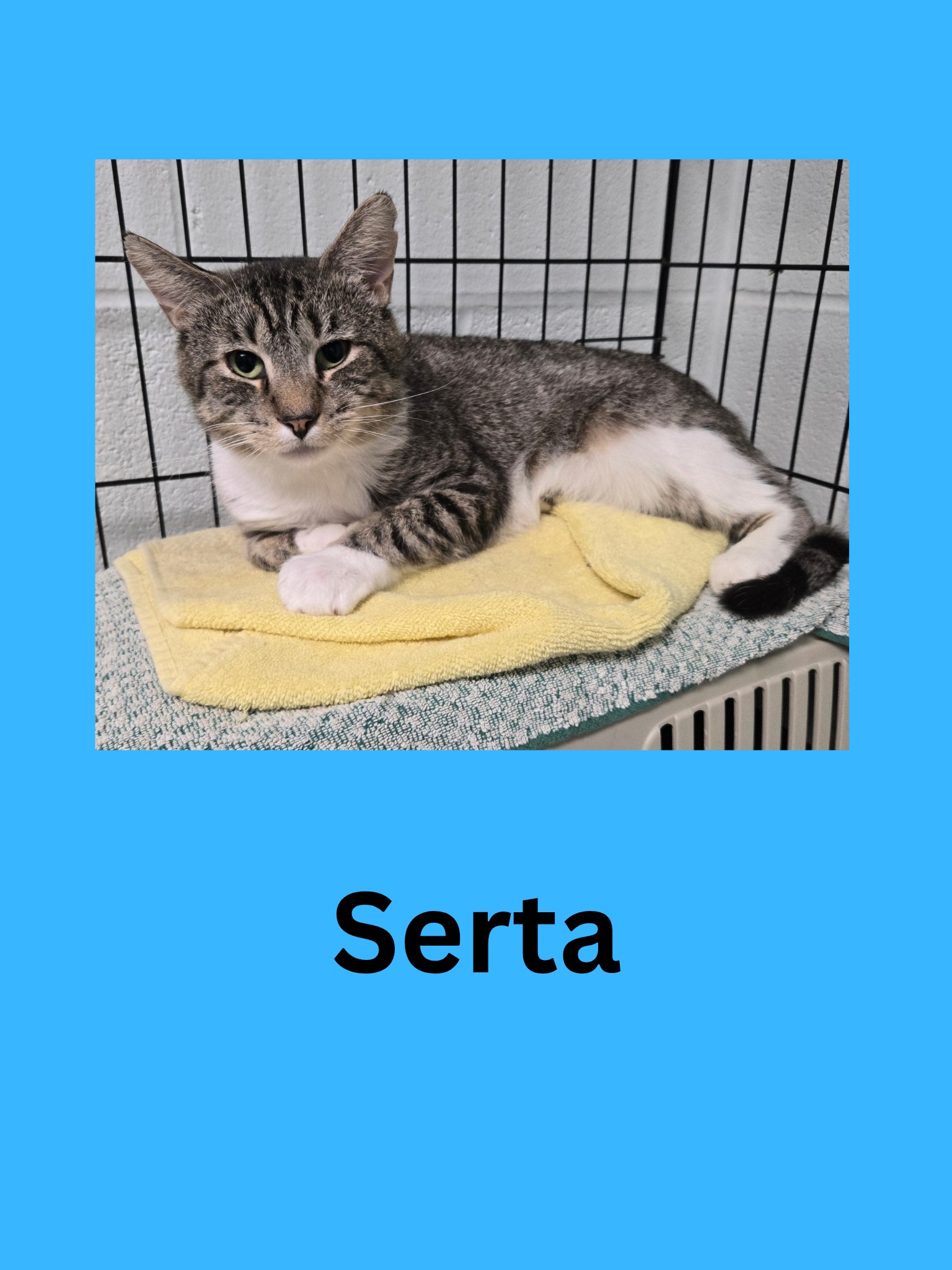 Available Pets - Portage Animal Protective League