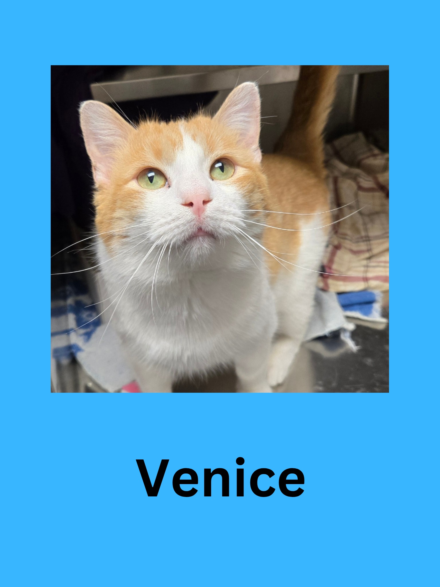 Available Pets - Portage Animal Protective League