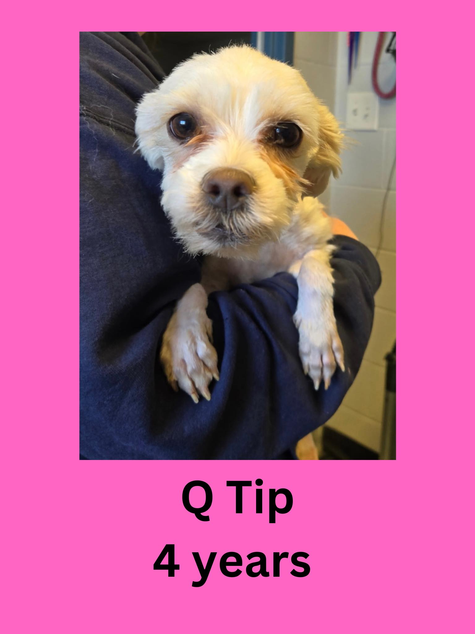 Available Pets - Portage Animal Protective League